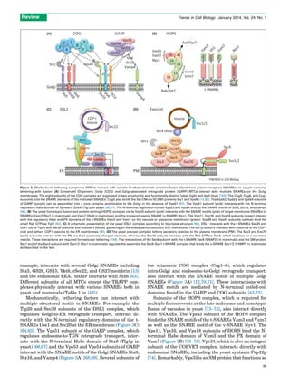 Tethering the assembly of SNARE complexes by Sima Lev and WonJin Hong | PDF