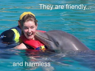 Snark Attack - Snarks and Trolls | PPT