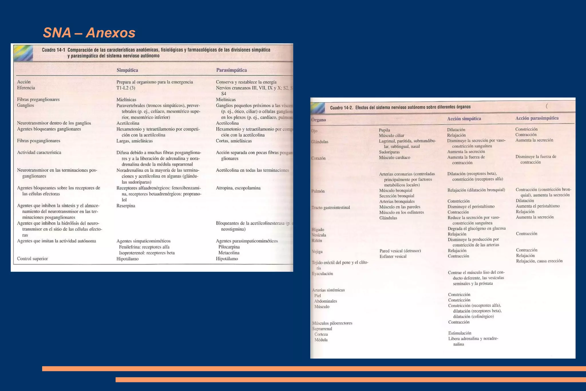 SNA: Simpatico y Parasimpatico | PPT