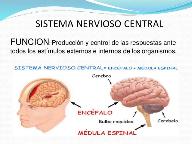 Sistema Nervioso Central ¿Qué Es Y Cuál Es Su Función? – Wips Live
