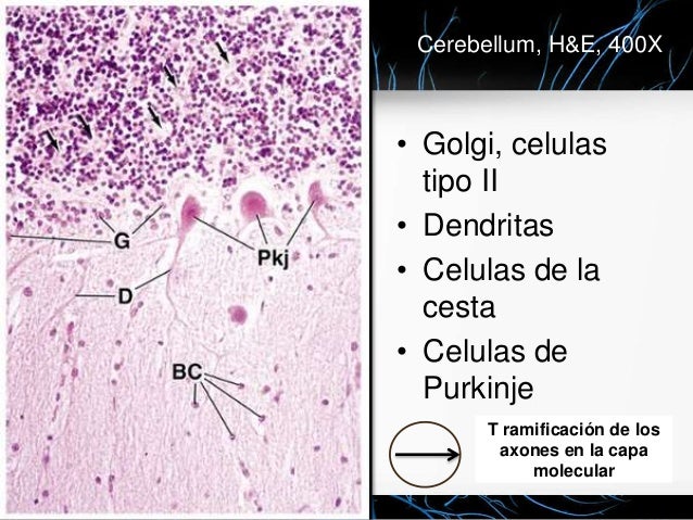 S.N.C - Cerebelo (Histología)