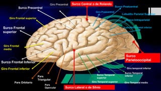 SISTEMA NERVIOSO Y CEREBRO | PPTX