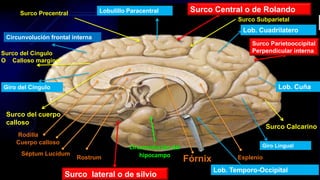 SISTEMA NERVIOSO Y CEREBRO | PPTX