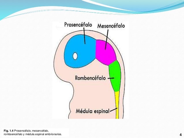 Sistema nervioso central, Embriología.