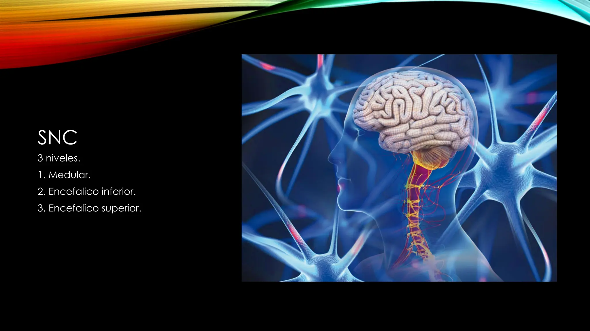 snc y hemisferios cerebrfffffffales.pptx