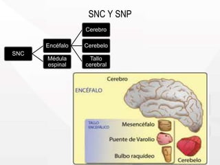 SNC Y SNP.pptx Sistema nervioso central y sistema nervioso periférico ...