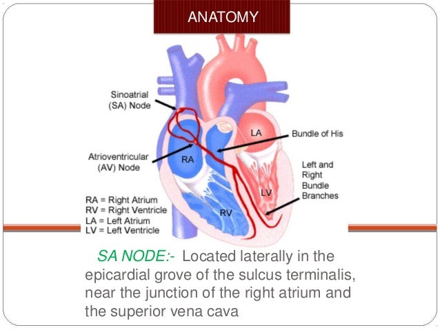 Sinus Node Dysfunction