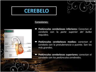 Semiología del Síndrome cerebeloso | PPTX