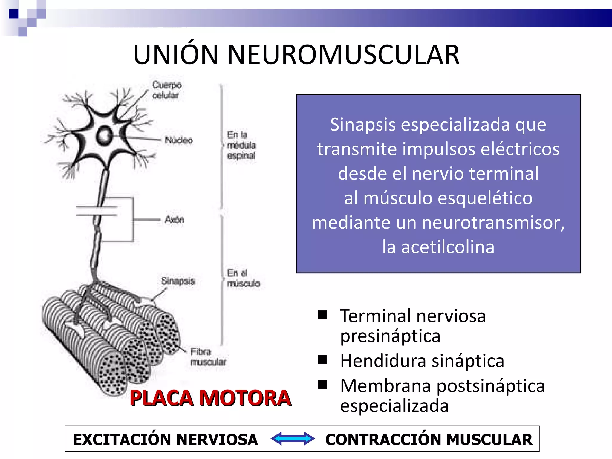 Síndrome de Eaton Lambert. Patología de la placa motora y su ...