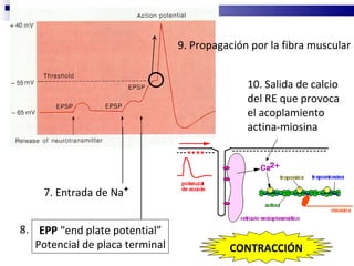 Síndrome de Eaton Lambert. Patología de la placa motora y su ...