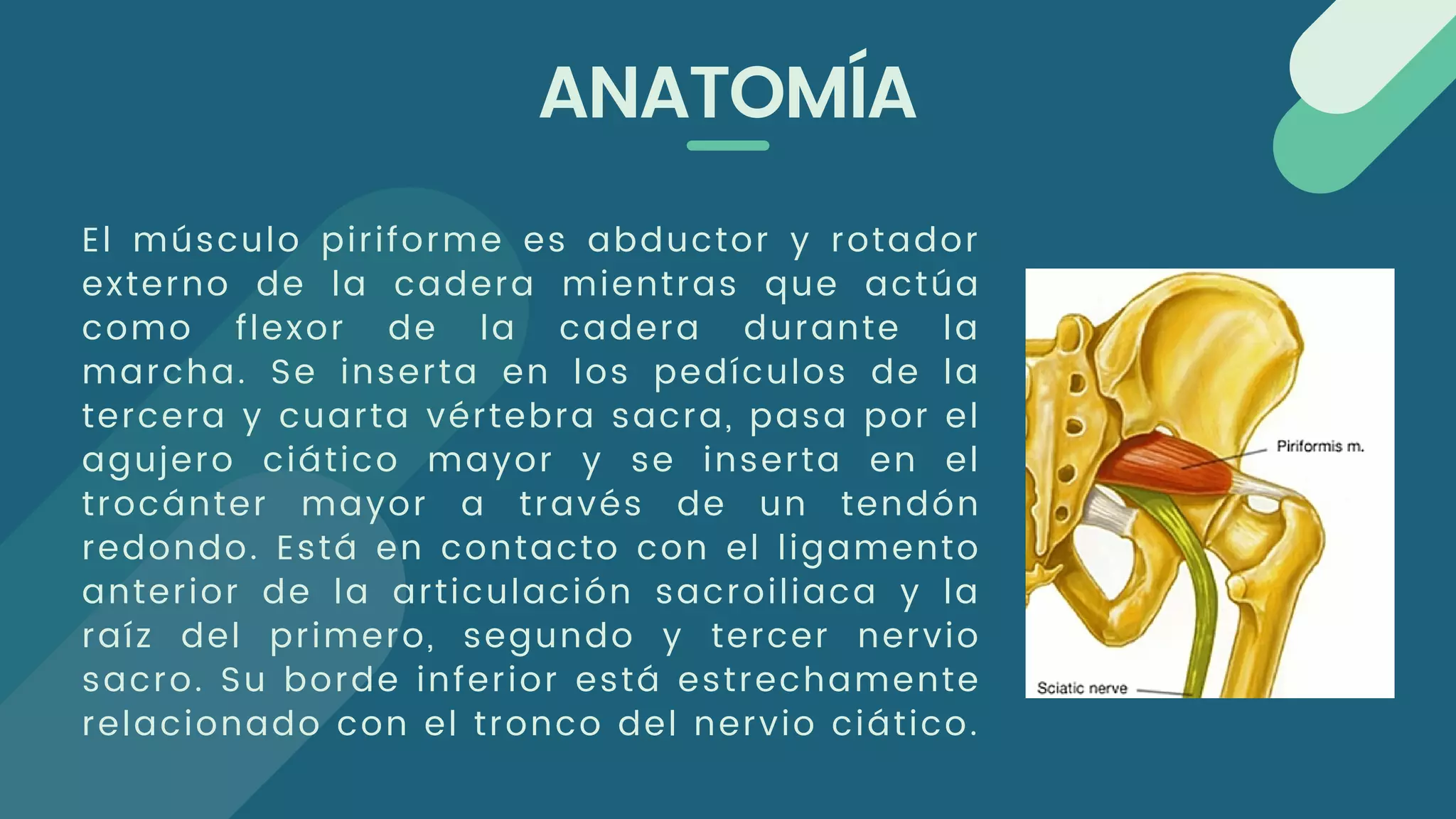 Síndrome del músculo piramidal.pdf