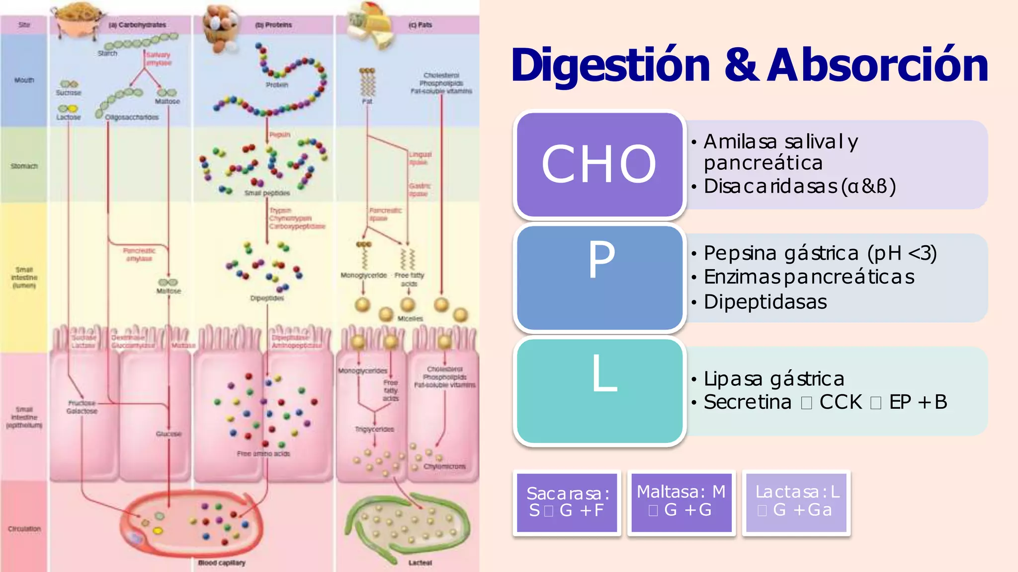 Síndrome de mala absorción intestinal.pptx