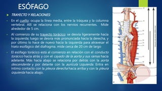 Síndrome esofágico. Concepto. Tratamiento. | PPTX