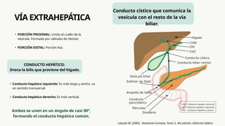 Síndrome ictérico obstructivo medicina interna | PPTX