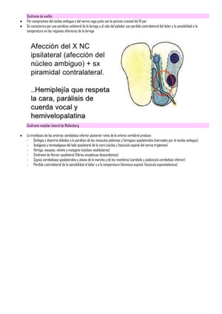 Síndromes_Alternos_del_sistema_nervioso_central .pdf