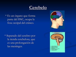 Síndromes+Cerebelosos DIAGNOSTICO CLINICO TRATAMIENTO.ppt