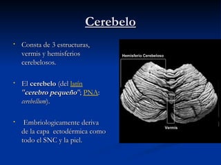 Síndromes+Cerebelosos DIAGNOSTICO CLINICO TRATAMIENTO.ppt