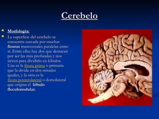 Síndromes+Cerebelosos DIAGNOSTICO CLINICO TRATAMIENTO.ppt