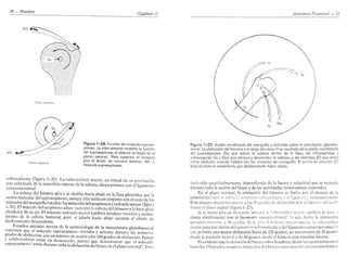 Síndromes dolorosos, Hombro (Rene Cailliet ).pdf