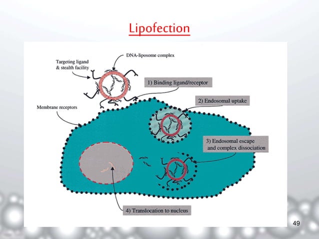 Liposomes- A Novel Drug Delivery System | PPTX