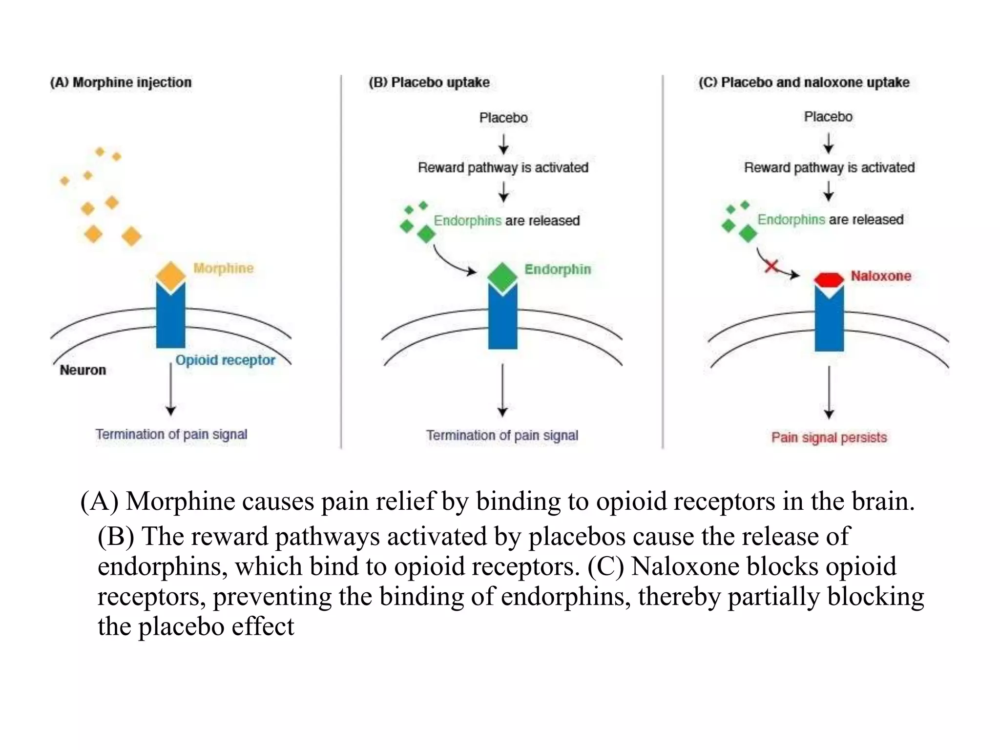 Sneha modak ppt | PPT
