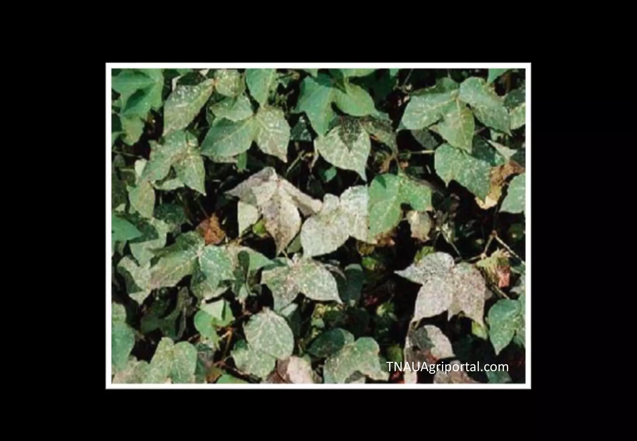 GREY MILDEW OF COTTON | PPTX