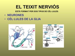 EL SISTEMA NERVIÓS | PPT