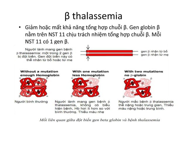 Sàng lọc và chẩn đoán trước sinh bệnh thalassemia | PDF