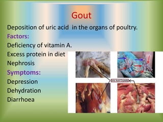 poultry disease | PPT