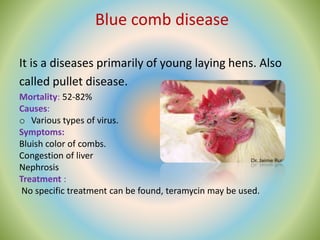poultry disease | PPT