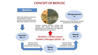 Biofloc research | PPT