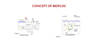 Biofloc research | PPT
