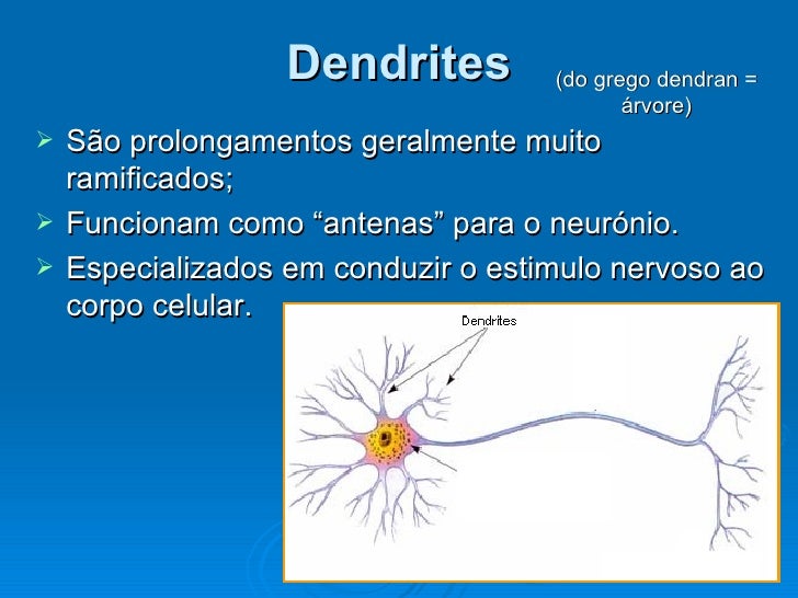 Sn neurónio