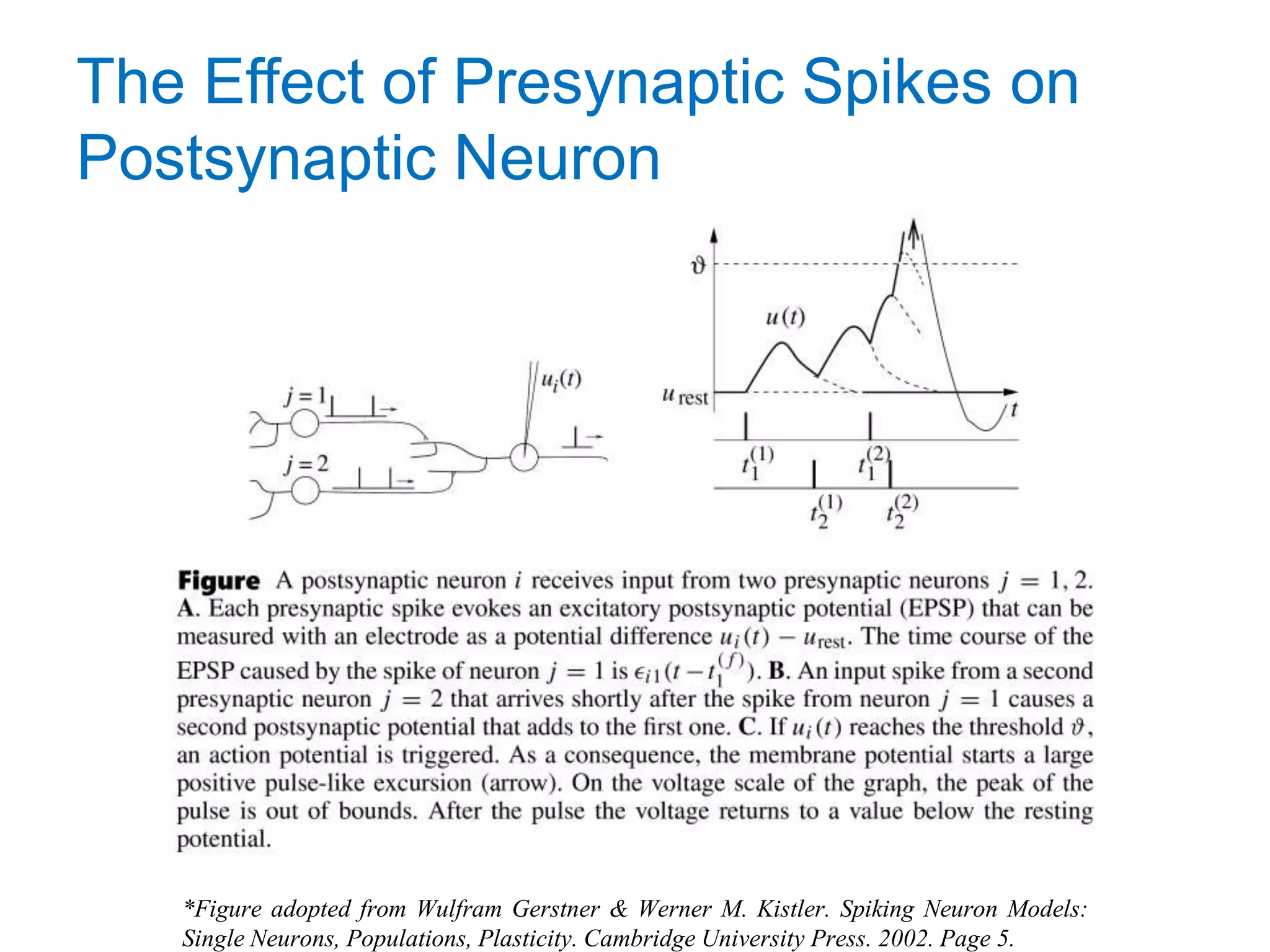 Introduction to Spiking Neural Networks: From a Computational Neuroscience perspective | PPTX