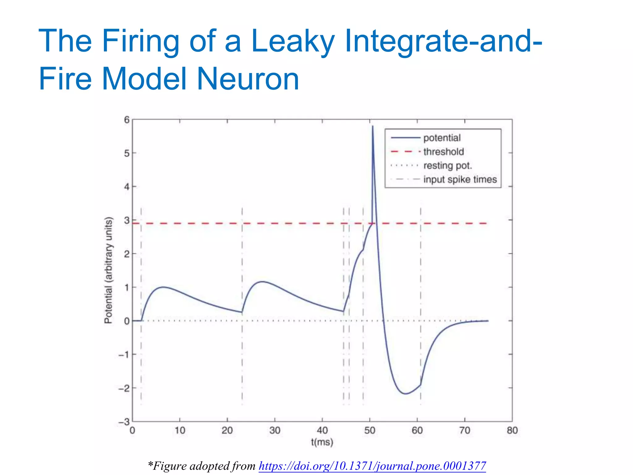 Introduction to Spiking Neural Networks: From a Computational Neuroscience perspective | PPTX
