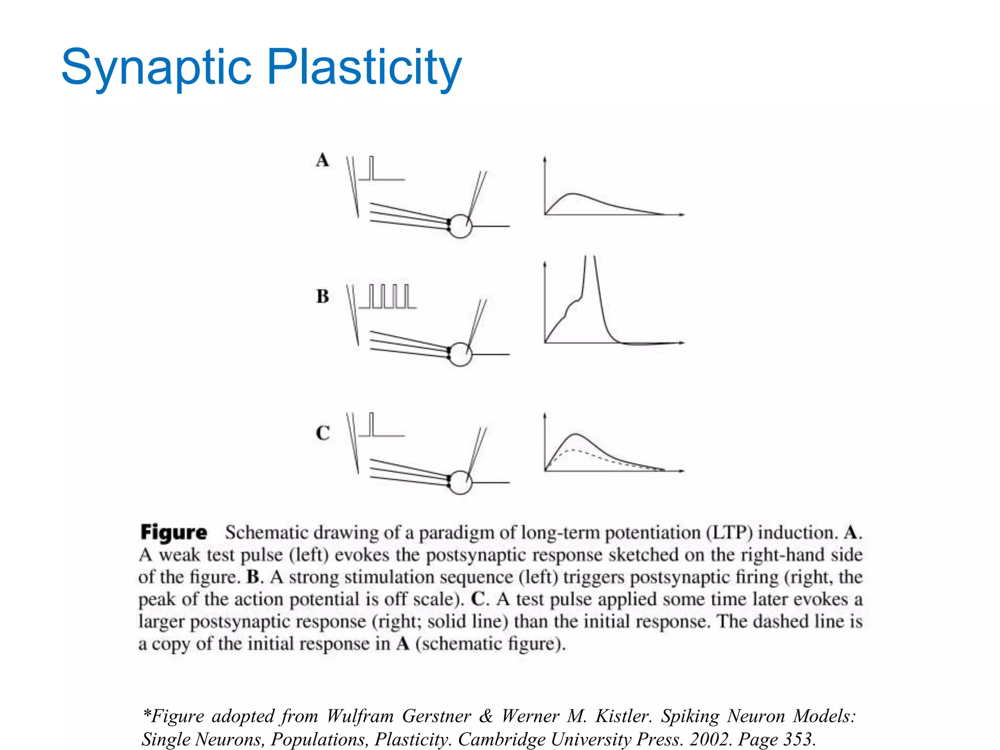 Introduction to Spiking Neural Networks: From a Computational Neuroscience perspective | PPTX