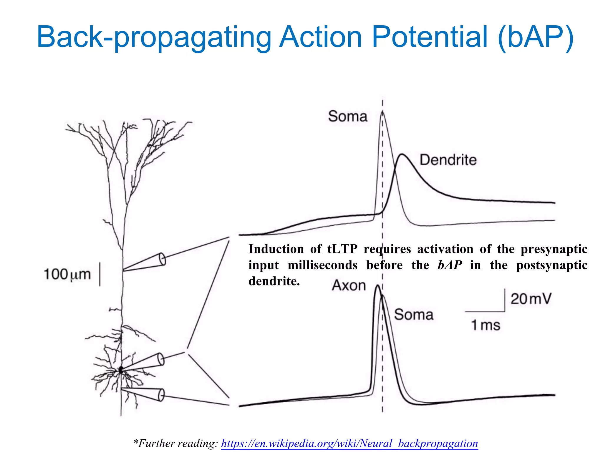 Introduction to Spiking Neural Networks: From a Computational ...