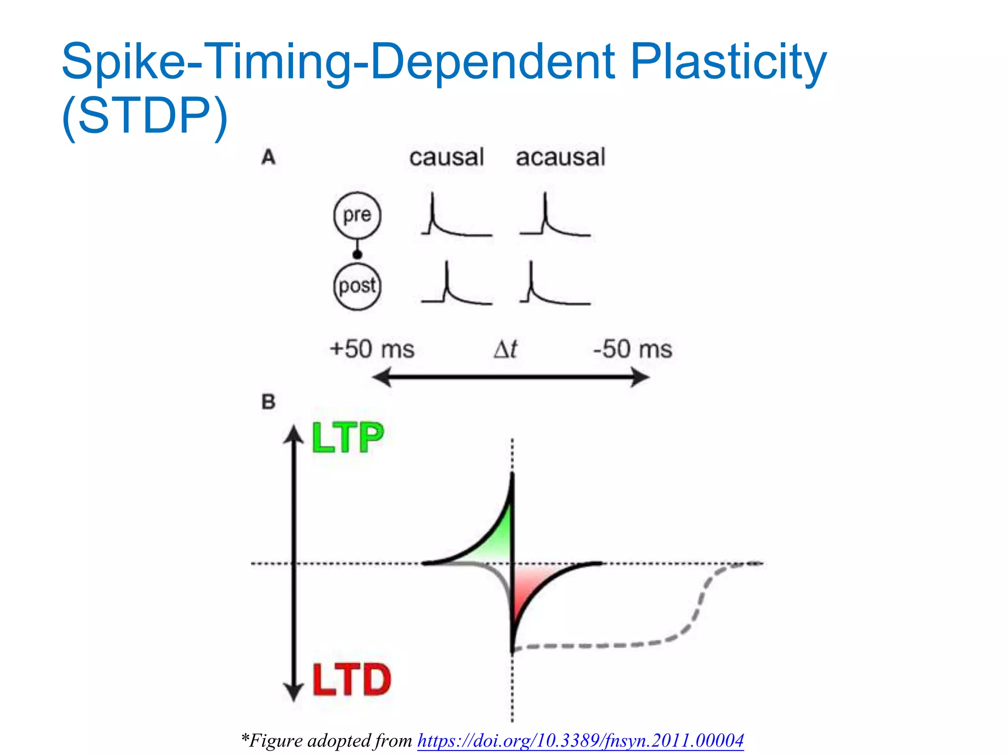 Introduction to Spiking Neural Networks: From a Computational ...