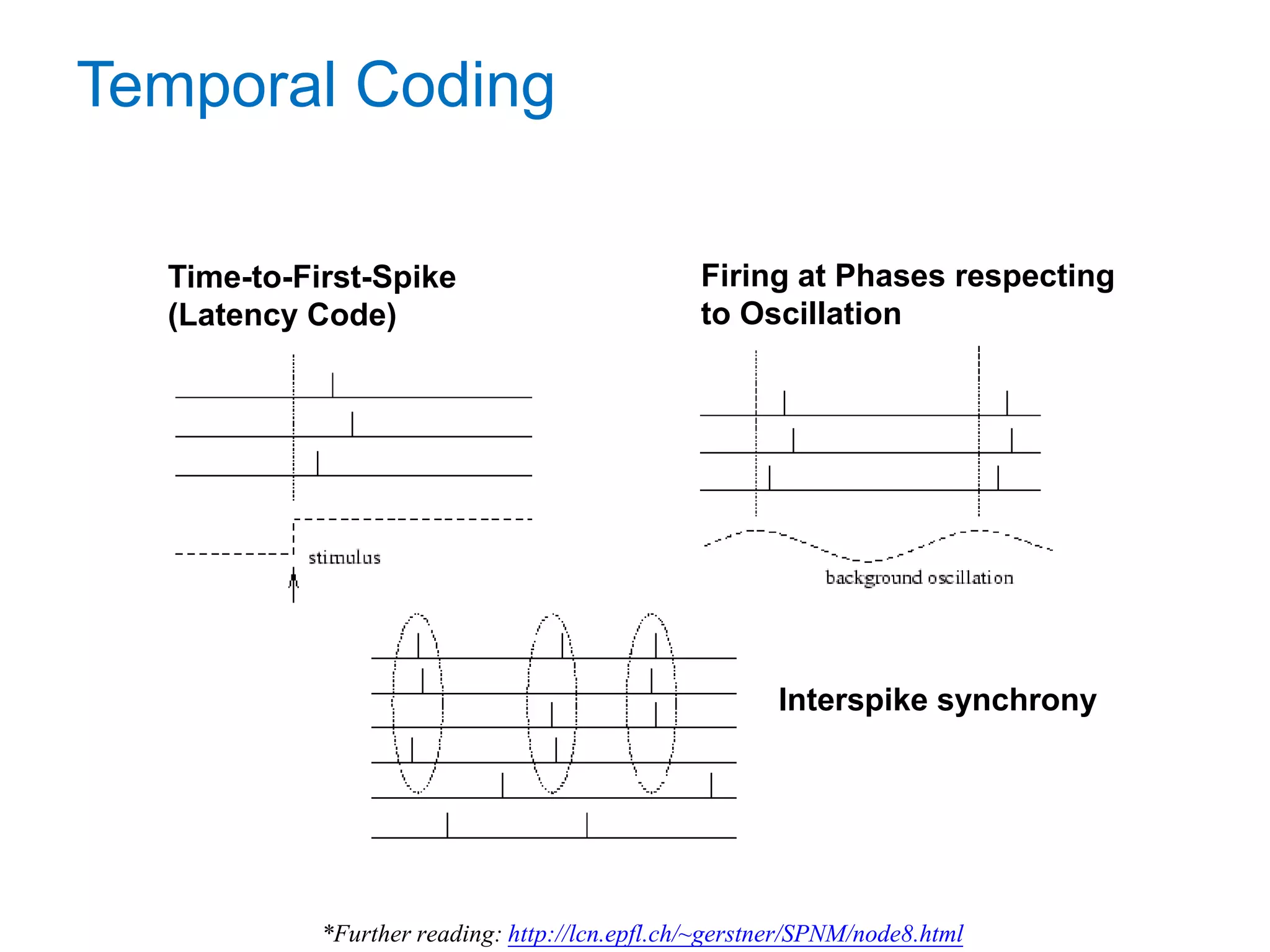 Introduction to Spiking Neural Networks: From a Computational Neuroscience perspective | PPTX