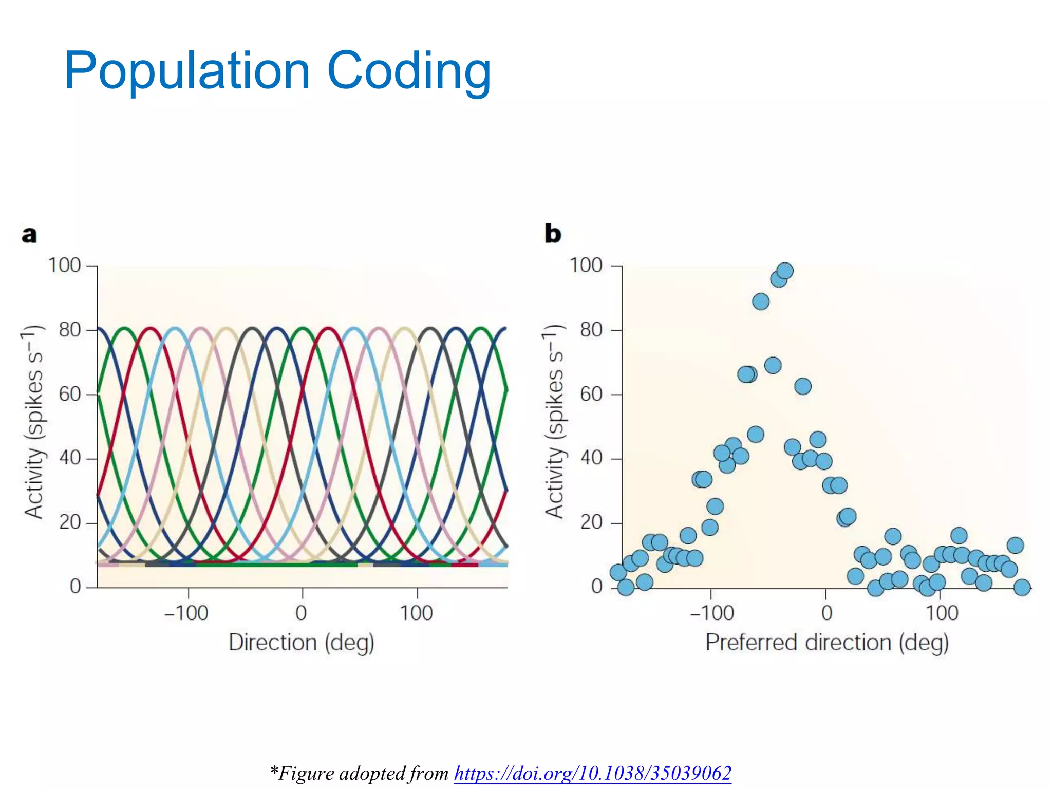 Introduction to Spiking Neural Networks: From a Computational Neuroscience perspective | PPTX