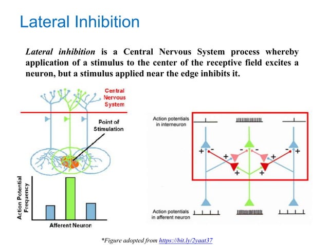 Introduction to Spiking Neural Networks: From a Computational Neuroscience perspective | PPTX
