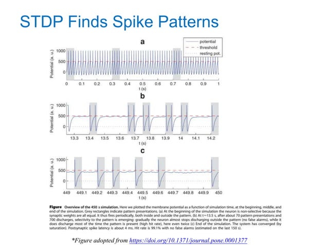 Introduction to Spiking Neural Networks: From a Computational Neuroscience perspective | PPTX