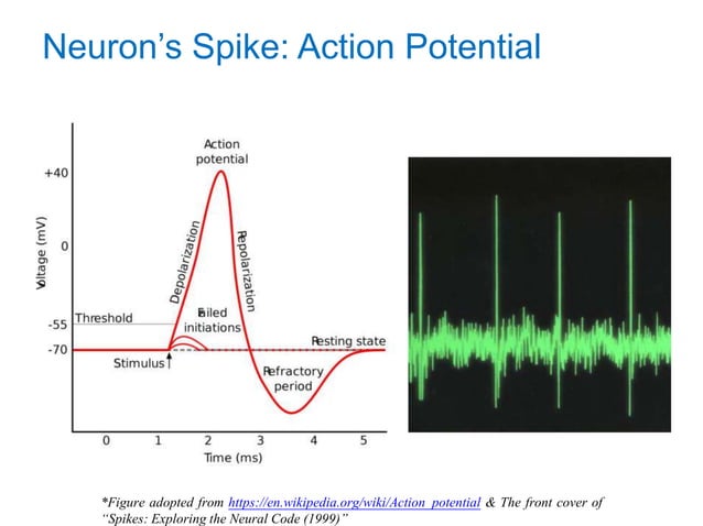 Introduction to Spiking Neural Networks: From a Computational Neuroscience perspective | PPTX