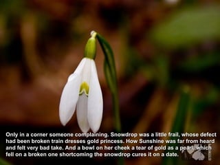 Snowdrops Legend | PPT