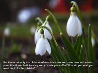 Snowdrops Legend | PPT
