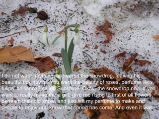 Snowdrops Legend | PPT