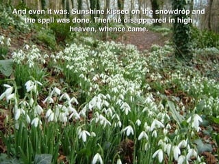 Snowdrops Legend | PPT
