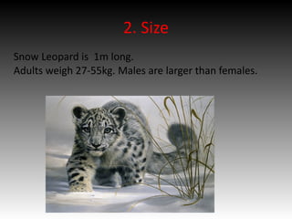 Snow leopard | ODP | Large Animals | Pets