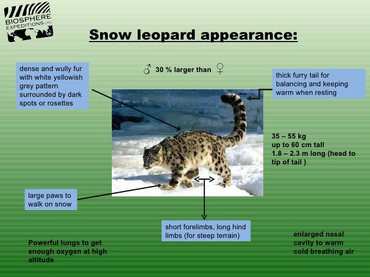 Snow leopard appearance: dense and