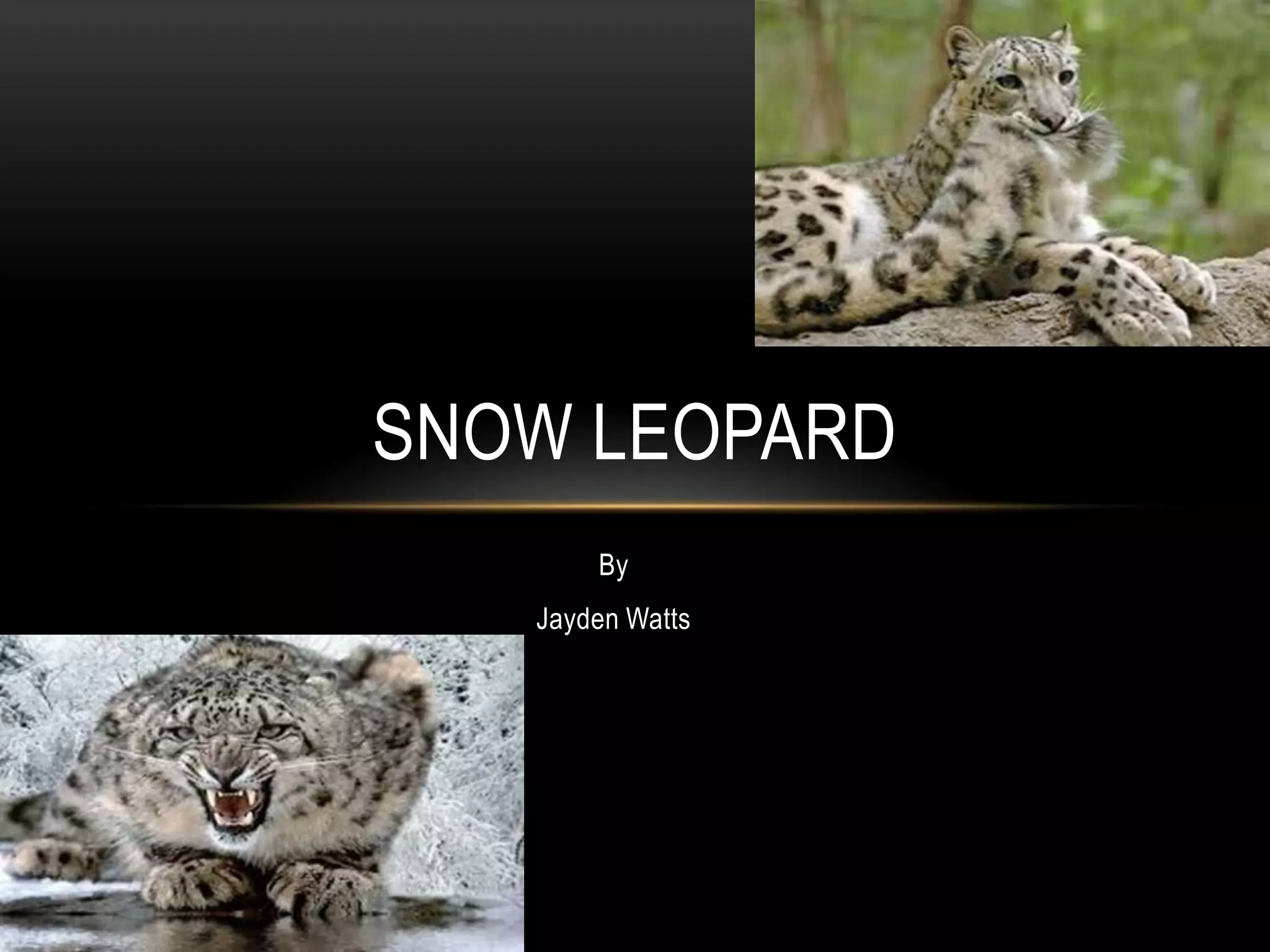 Snow leopard | PPT
